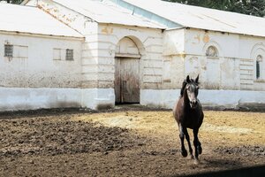 Чесменский конный завод (Voronezh Region, Bobrovskiy rayon, Chesmenskoye selskoye poseleniye, selo Chesmenka), turistik yerler  Voronejskaya oblastından