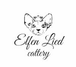 Elfen Lied Cattery (Onezhskaya Street No:22, Moscow), evcil hayvan yetiştiricileri  Moskova'dan