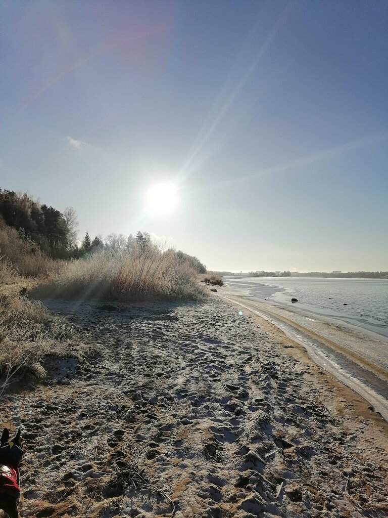 Orman Воздвиженский бор, Yaroslavl, foto