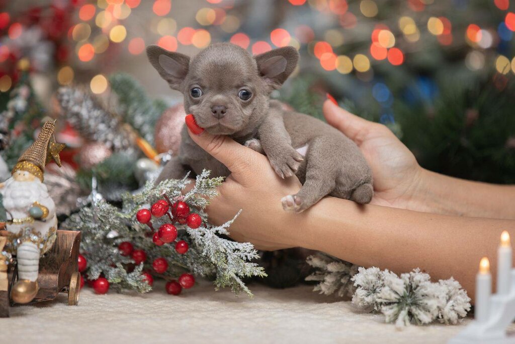 Evcil hayvan yetiştiricileri Chihuahua, Saint‑Petersburg, foto