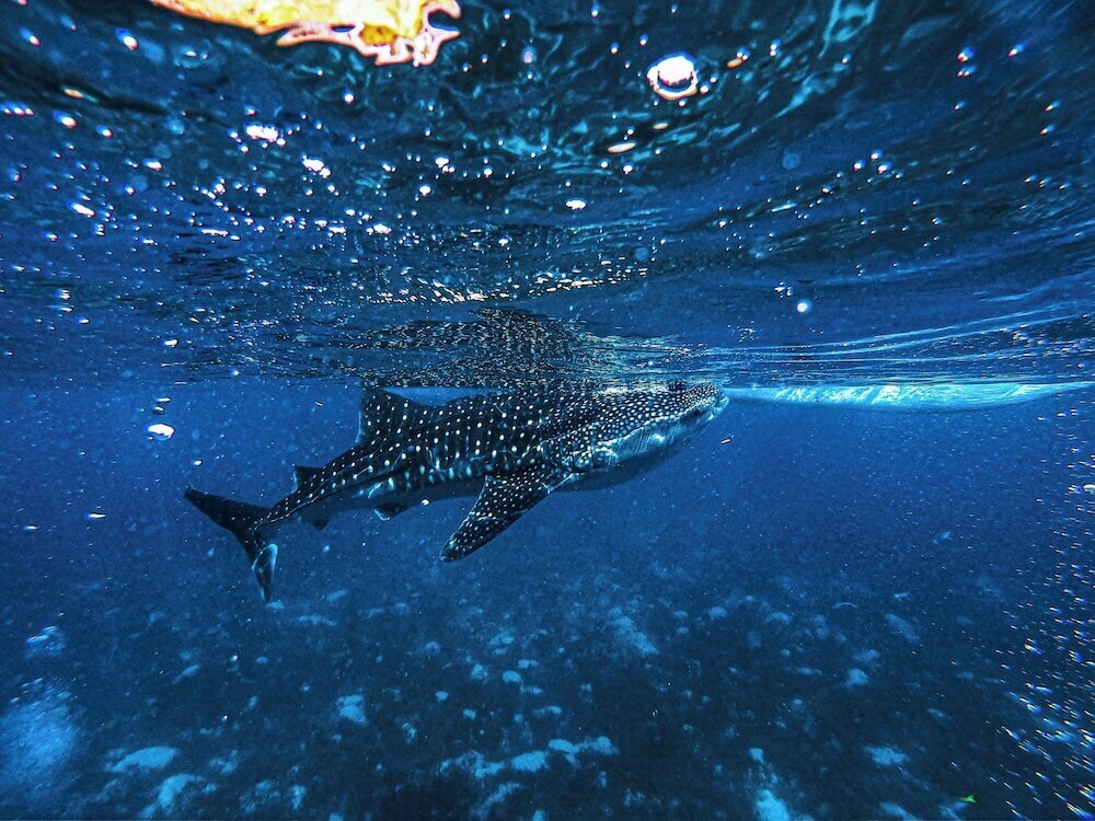 Otel Barcelo Whale Lagoon Maldives, Dünya, foto