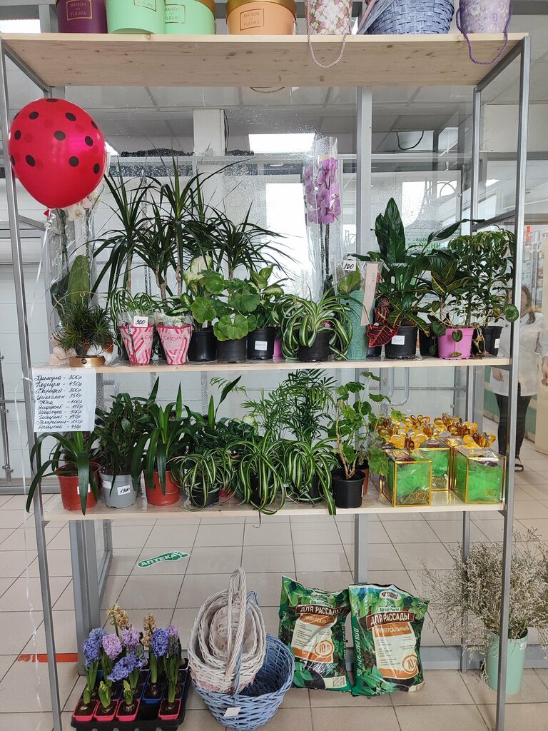 Çiçekçiler Цветочный магазин, Drezna, foto
