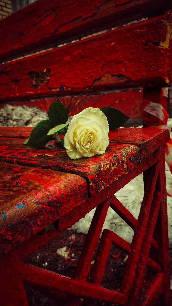 Çiçekçiler RosedeProvence, Zelenograd, foto