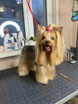 Grooming Doggy (Sentyabrskaya ulitsa No:1Б), evcil hayvan kuaförleri  Moskova'dan