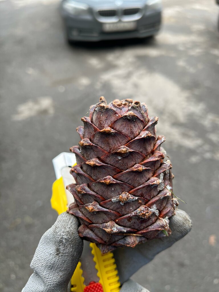 Kuruyemiş, atıştırmalık, kuru meyve Purchase of pine nuts and cones No. 1, Surgut, foto