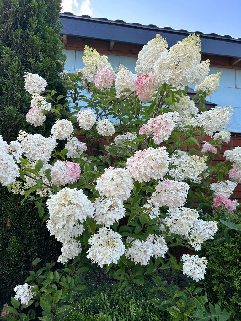 Peyzaj tasarımı Студия Ландшафтного дизайна Modern, Stariy Oskol, foto