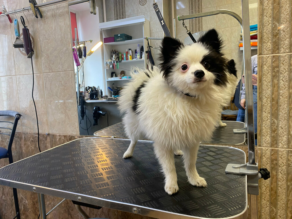 Evcil hayvan kuaförleri Baskervil Holl, Velikiy Novgorod, foto