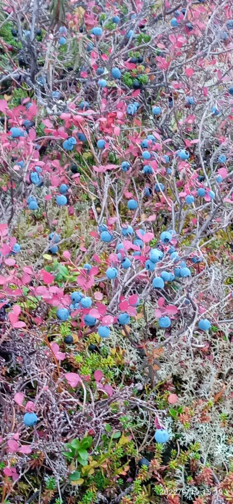 Tren istasyonu разъезд Пышор, Komi, foto