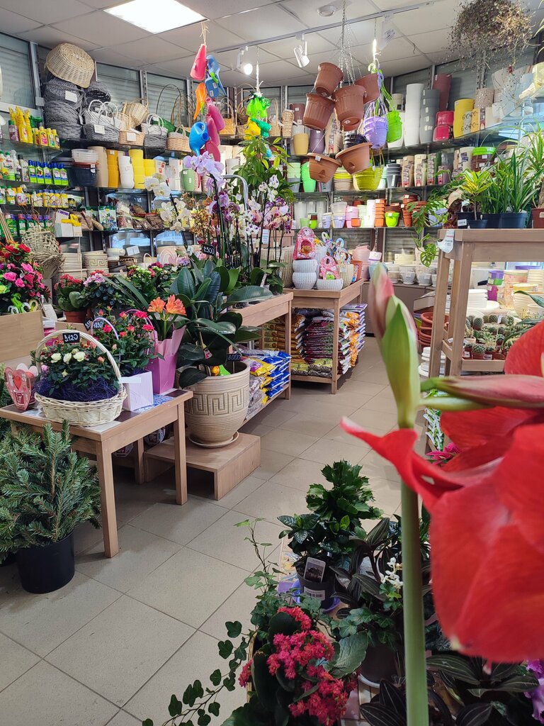 Çiçekçiler Dom Tsvetov, Vologda, foto