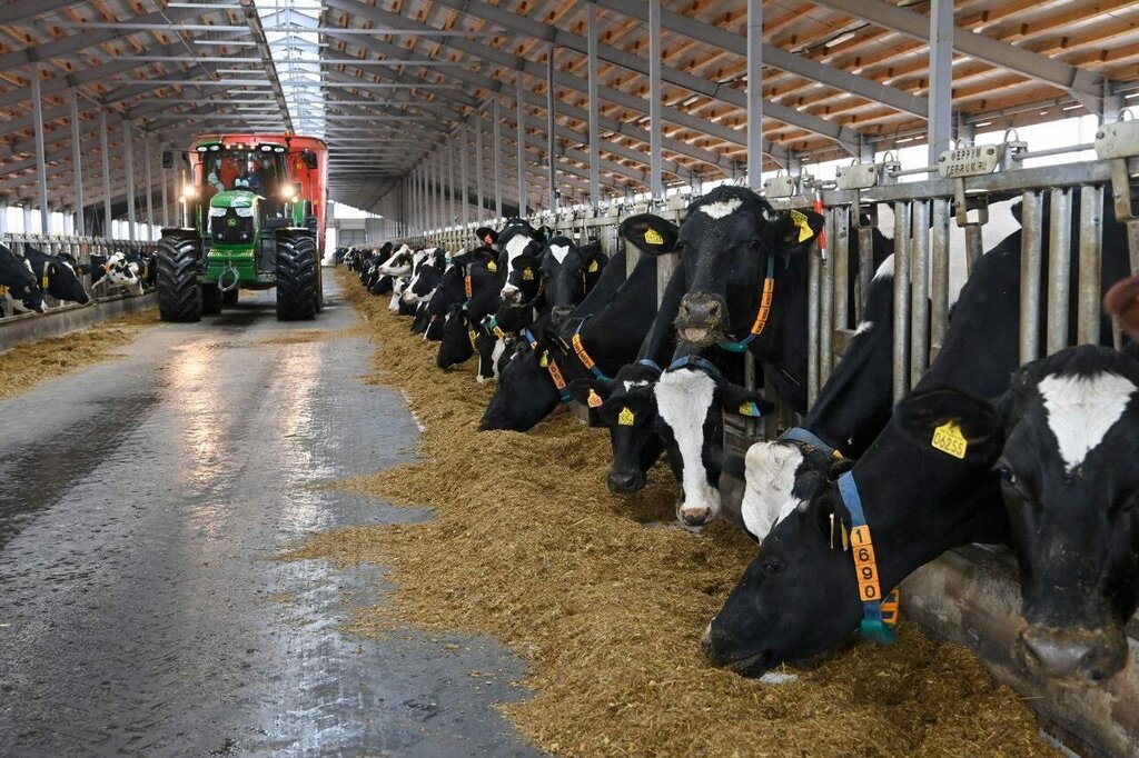 Tarım firmaları Русский сыр, Kalujskaya oblastı, foto