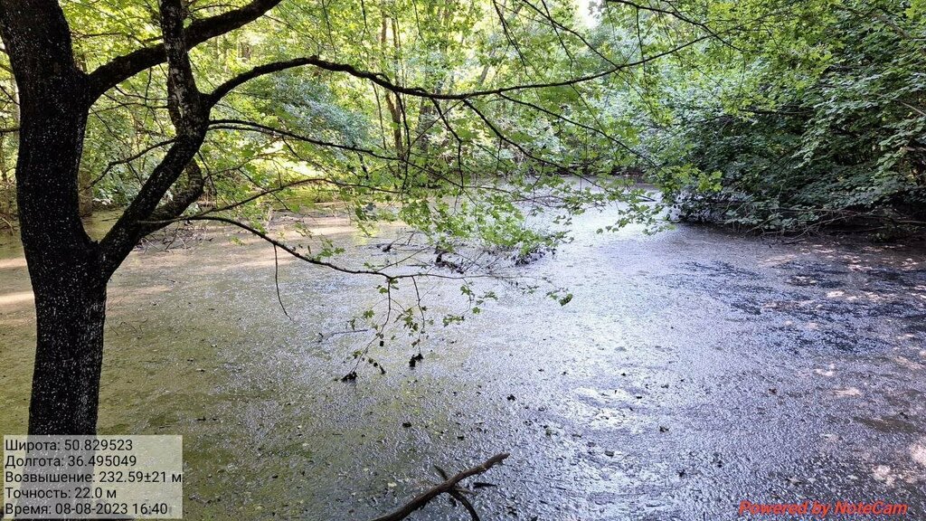 Orman урочище Смородина, Belgorodskaya oblastı, foto