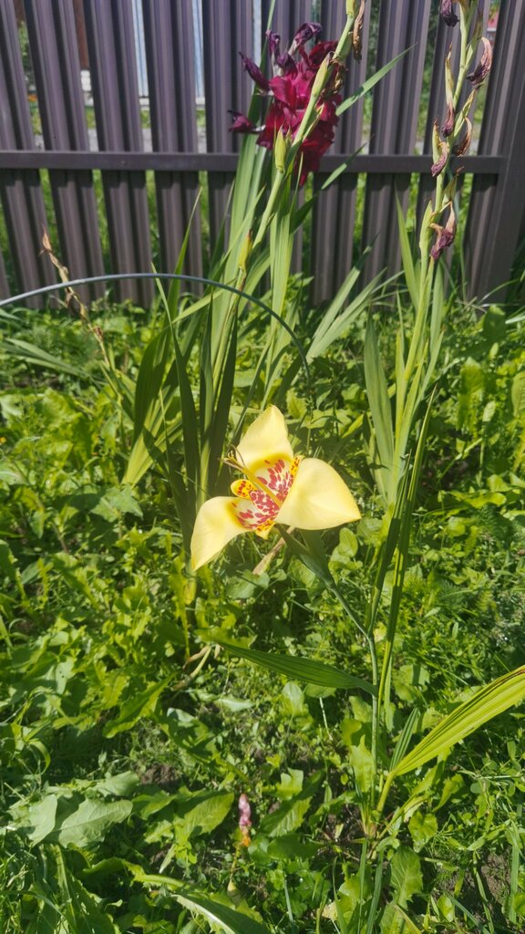 Bahçecilik dernekleri ve kuruluşları СНТ Связист 2 дом 25, Moskova ve Moskovskaya oblastı, foto