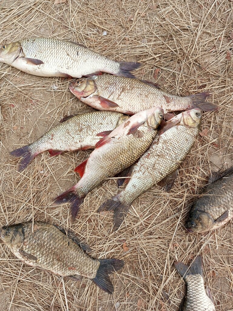 Balıkçılık ekipman firmaları Рыболовный рай, Volgogradskaya oblastı, foto