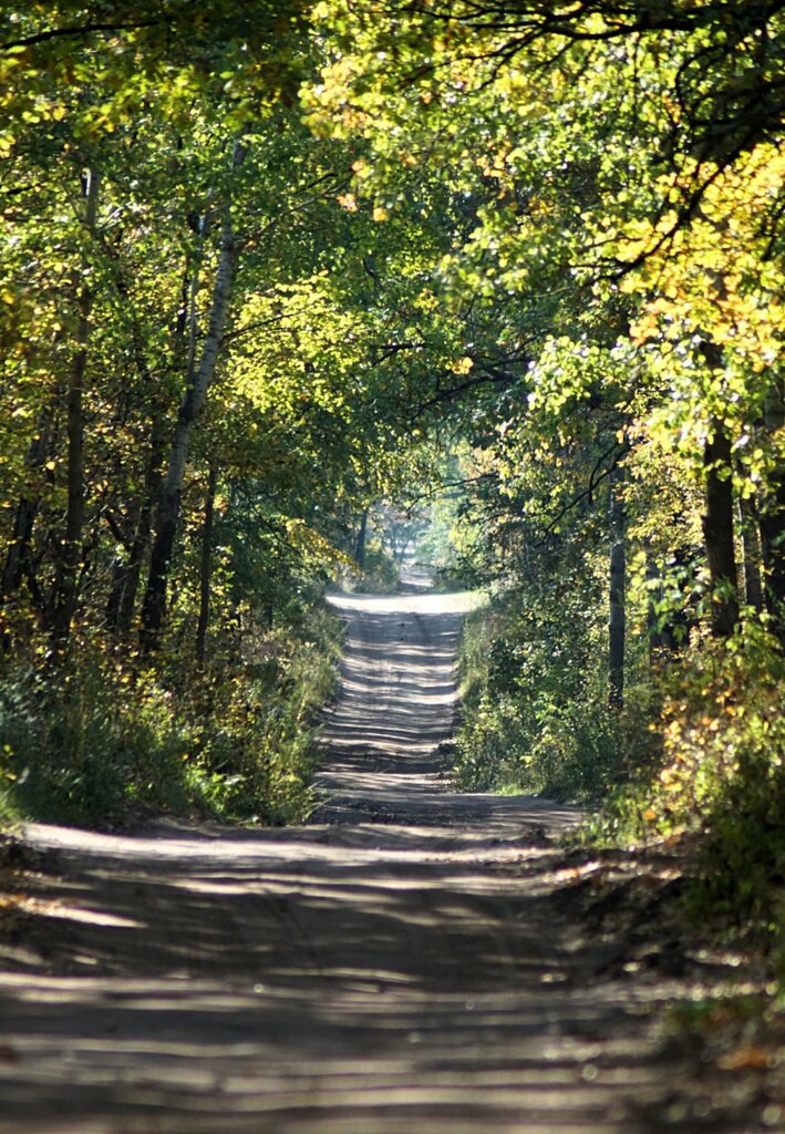 Orman Красносамарский лес, Samarskaya oblastı, foto
