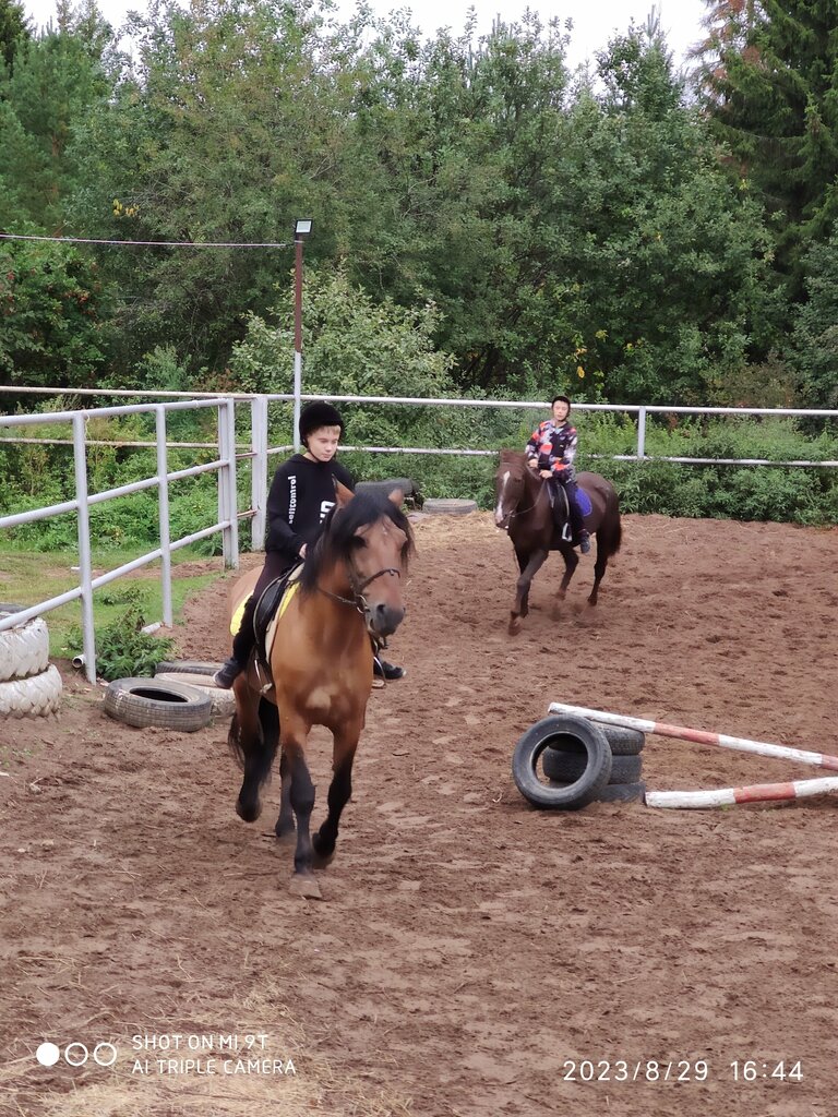 At ve binicilik kulüpleri Konnosportivny klub Alkor, Permski krayı, foto