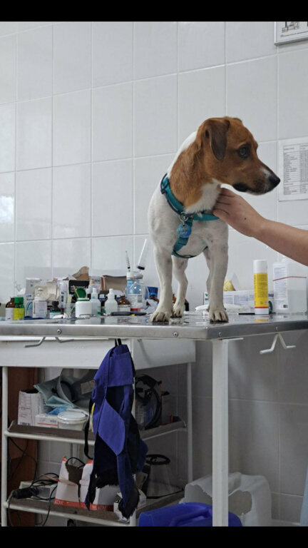 Veteriner klinikleri Tosnenskaja vetlechebnica, Tosno, foto