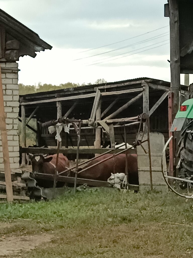 Hayvancılık Молочная ферма СПК Прогресс, Nijegorodskaya oblastı, foto