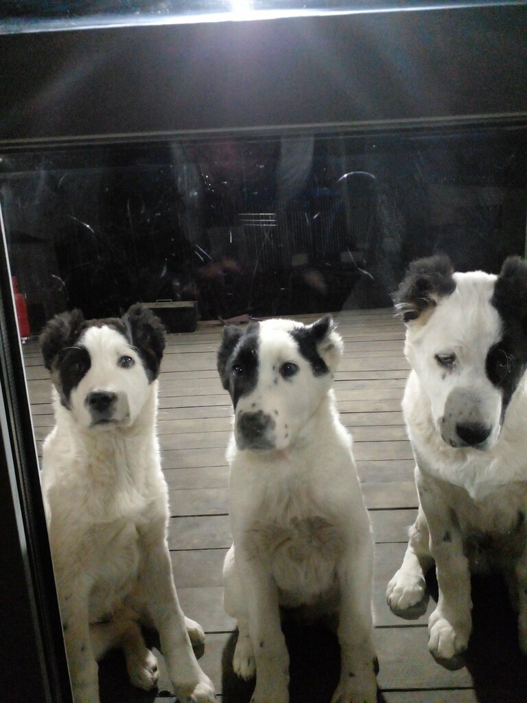 Pet otel Шарикофф и Ко, Moskova ve Moskovskaya oblastı, foto