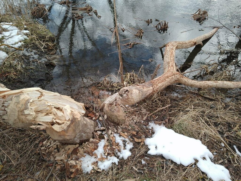Orman урочище Слободка, Belgorodskaya oblastı, foto