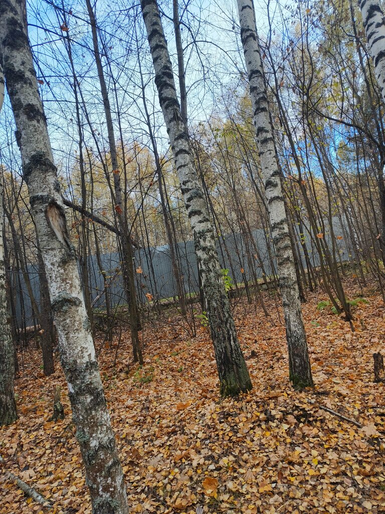 Geri dönüşüm merkezleri Сибироязвенный скотомогильник, Tataristan, foto