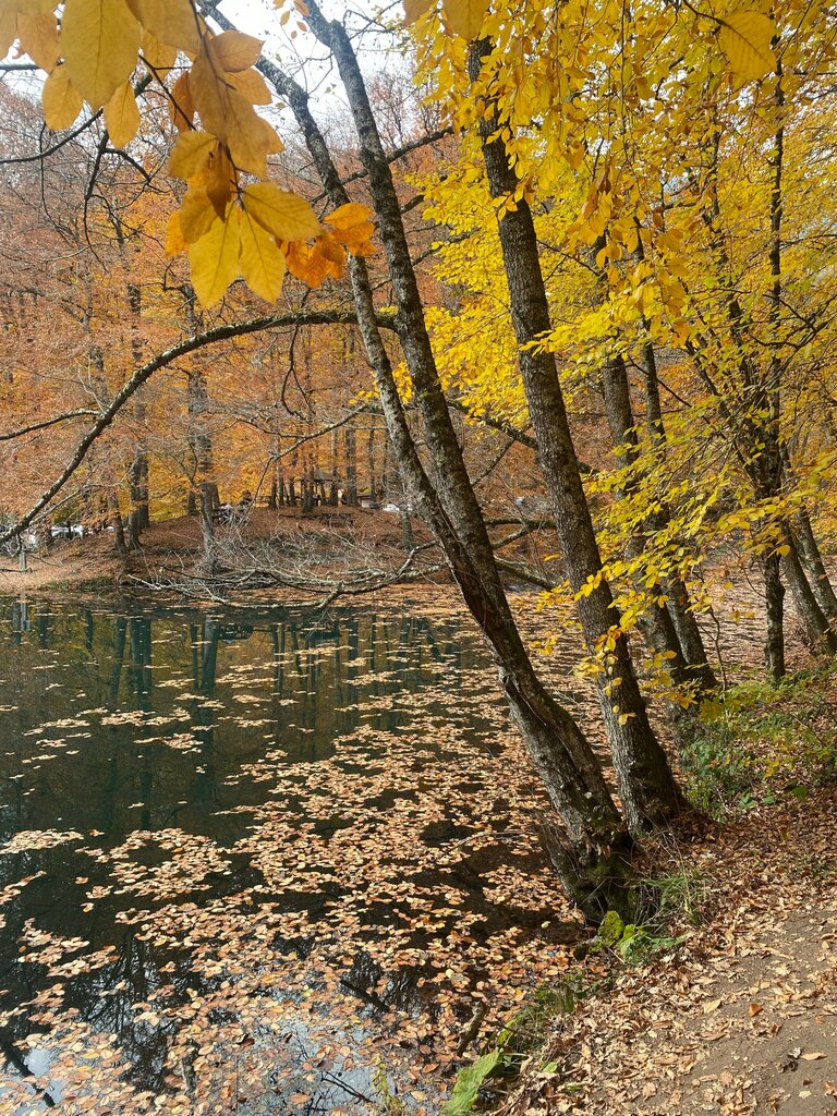 Müzeler ve sanat galerileri Yedigöller Tabiat Müzesi, Bolu, foto