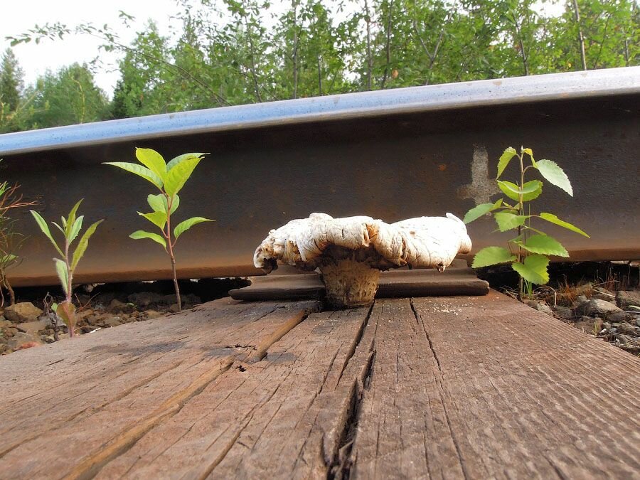 Turistik yerler Заброшенный. всесоюзный. институт. торфяной. промышленности, Saint‑Petersburg ve Leningradskaya oblastı, foto
