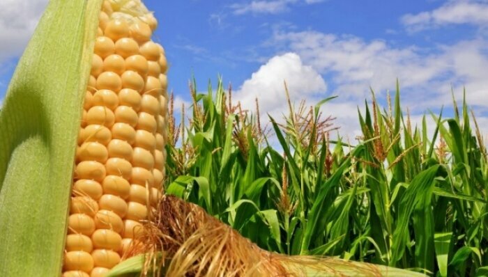 Tarım firmaları Asociación de Proveedores de Insumos Agropecuarios - Apia, Santa‑Krus, foto