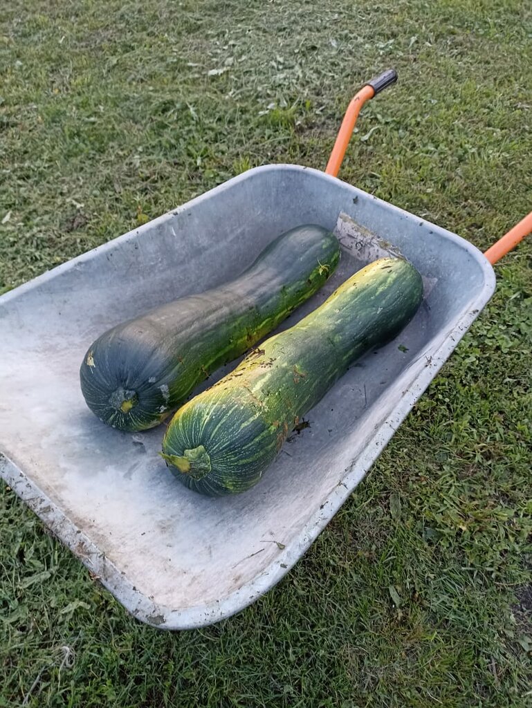 Anaokulları Detsky sad Romashka, Tataristan, foto