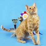 Uralsky Rex Cattery (Dmitrovskoye Highway No:51к1), evcil hayvan yetiştiricileri  Moskova'dan