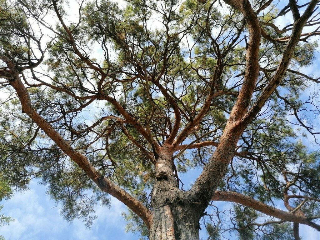 Orman урочище Меловые Сосны, Belgorodskaya oblastı, foto