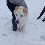 Мурмашинский приют для животных (Murmansk Region, Kolskiy rayon, posyolok gorodskogo tipa Murmashi), hayvan barınakları, kulüpleri ve otelleri  Murmanskaya oblastından