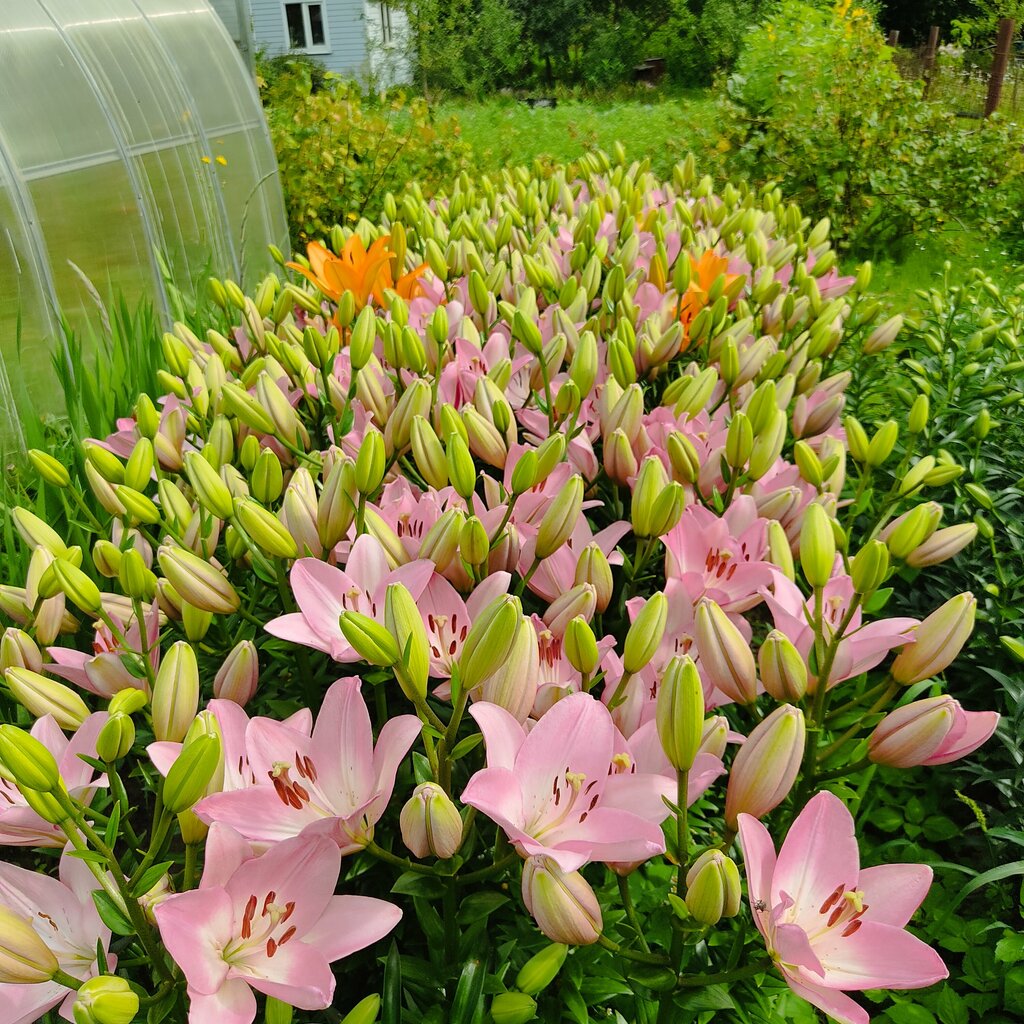 Çiçekçiler Цветочки от Галочки, Moskova, foto