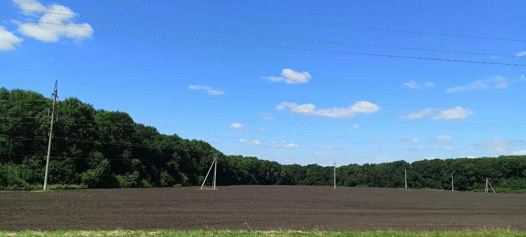 Orman урочище Каменное, Belgorodskaya oblastı, foto