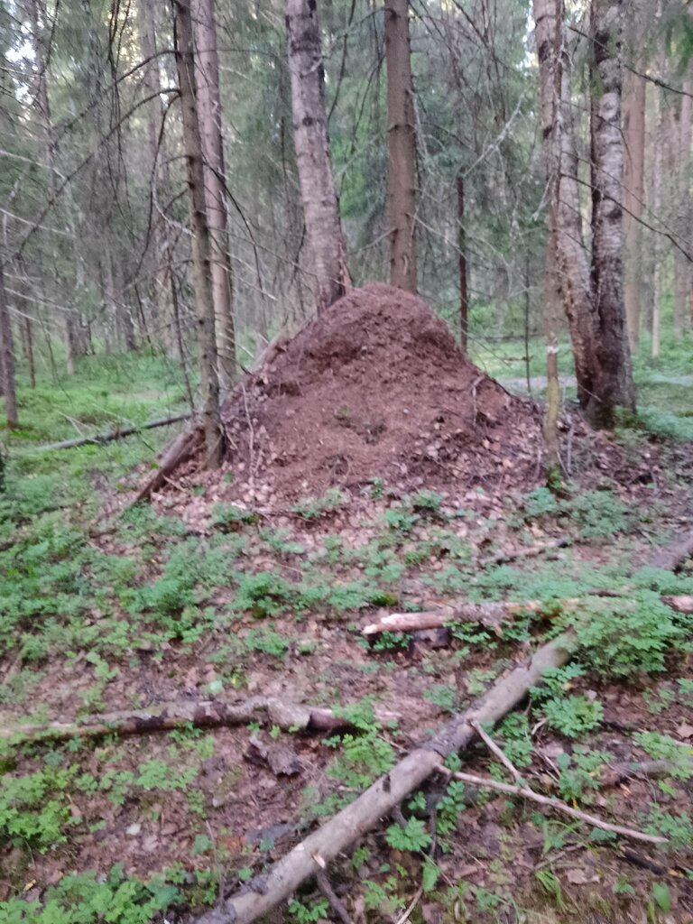 Parklar ve ormanlar Zaschitnikov Goroda Park, Petrozavodsk, foto