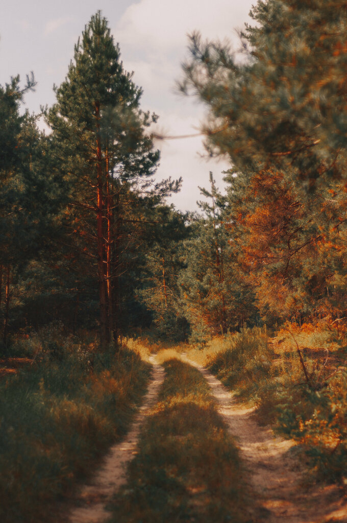 Orman Казённый лес, Belgorodskaya oblastı, foto