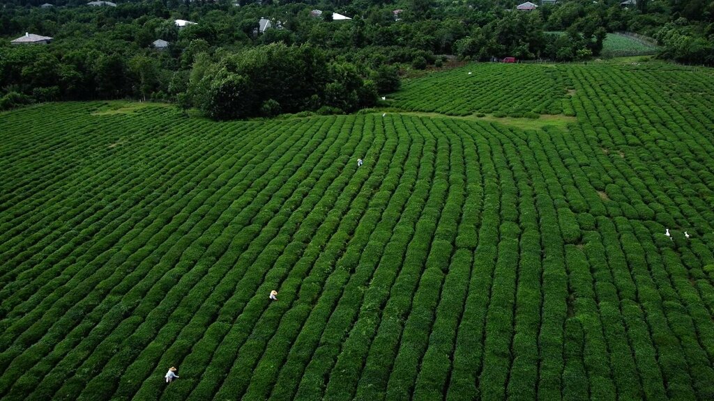 Çay mağazaları Teni Tea-თენი თი - Tea plantation and degustation, , foto