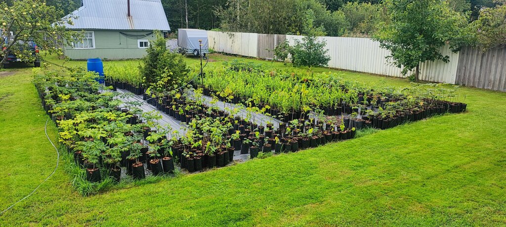 Fidan yetiştiriciliği Время с толком, Novaya Ladoga, foto