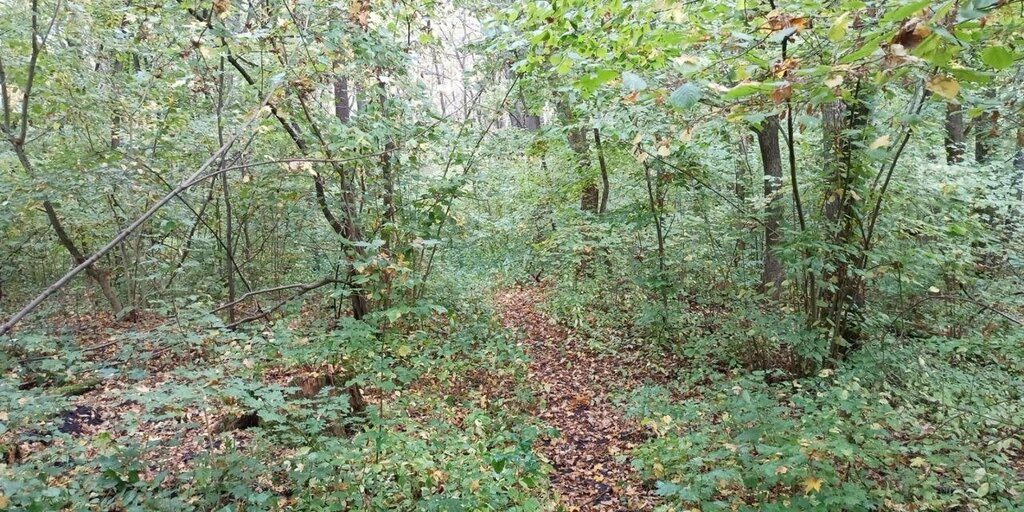 Orman Абаянов лес, Belgorodskaya oblastı, foto