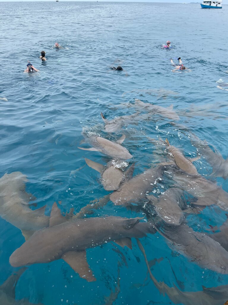 Otel Real Ocean Keyodhoo Maldives, Vaavu Atolü, foto
