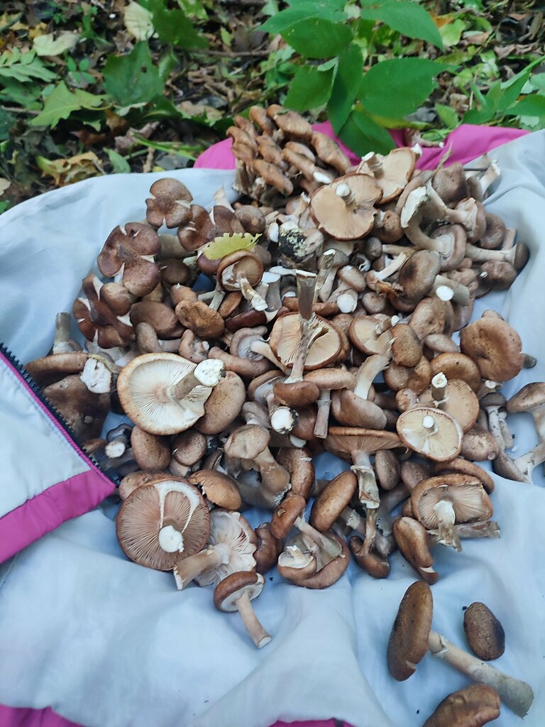 Orman урочище Харловое, Kurskaya oblastı, foto