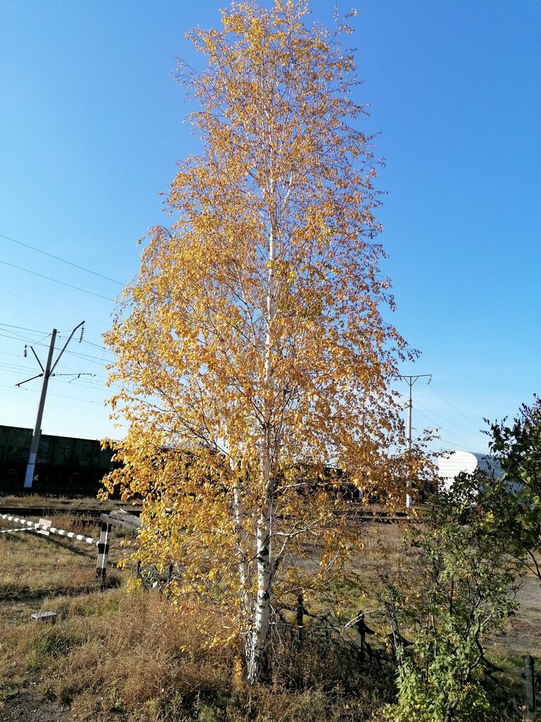 Yük istasyonu станция Черногорские Копи, Çernogorsk, foto