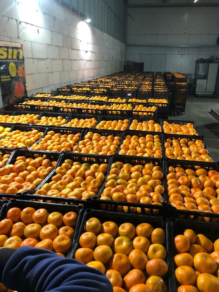 Kuruyemiş, atıştırmalık, kuru meyve Овощи и Фрукты, Udomlya, foto