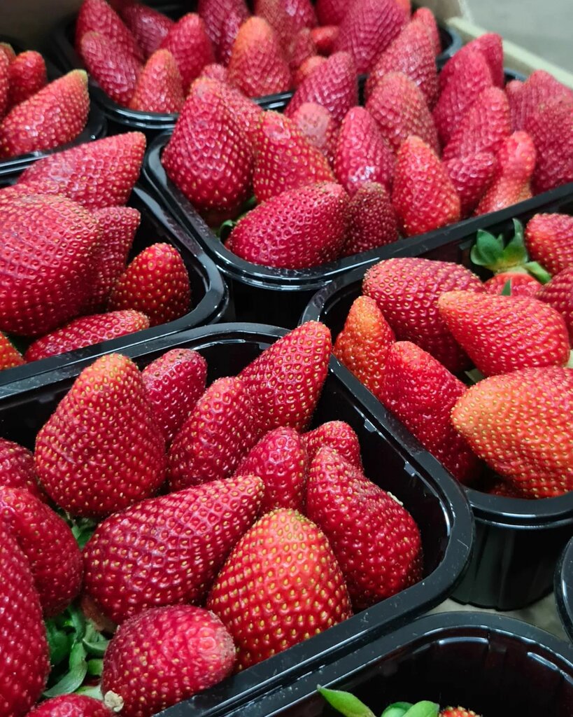 Yönetim ofisi Antey-Sad, Minskaya oblastı, foto