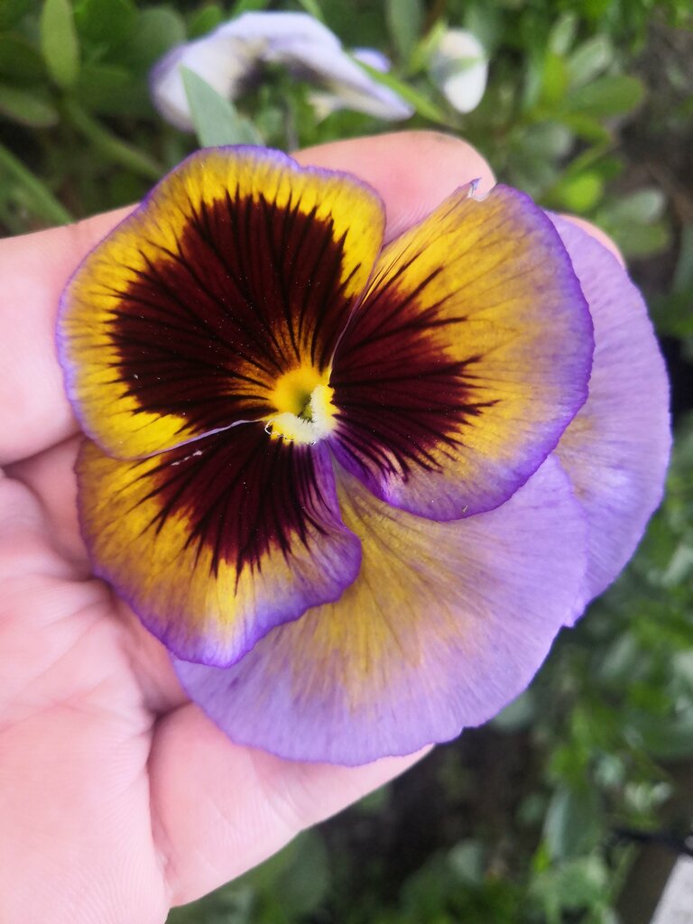 Peyzaj tasarımı Irinakomleva_designer, Sysert, foto