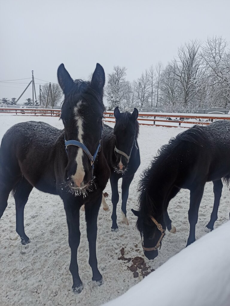 Hipodromlar Ипподром, Saint‑Petersburg ve Leningradskaya oblastı, foto