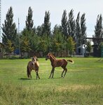 Конный лагерь Заозерный (Kurgan, Landshaftny park), at ve binicilik kulüpleri  Kurgan'dan