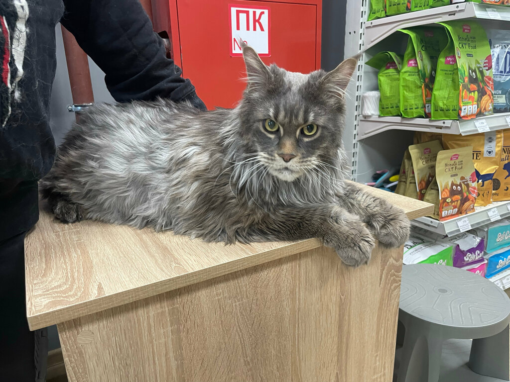 Petshop Le'myrrr, Saint‑Petersburg, foto