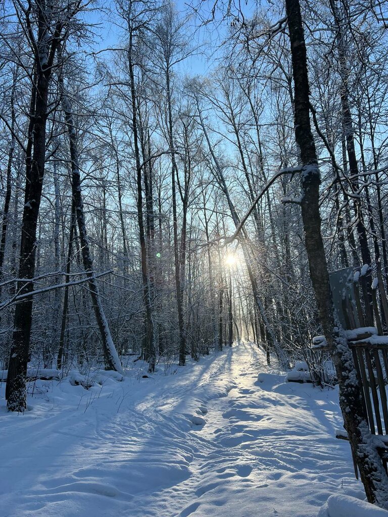 Orman Maryino Forest, Bronnitsy, foto