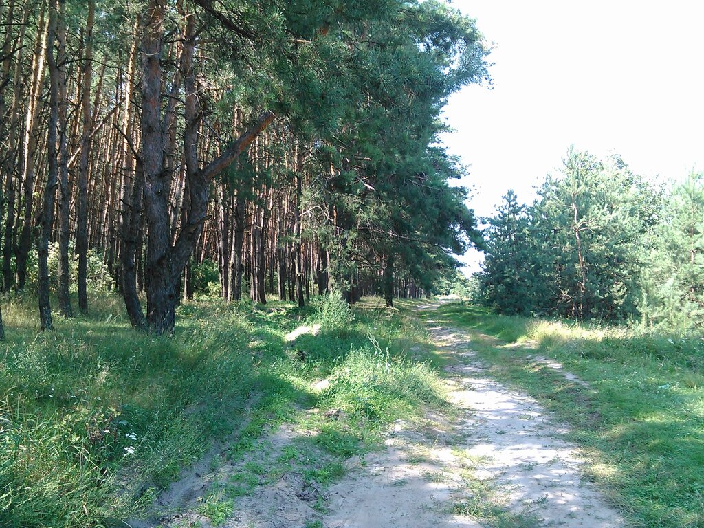 Orman Урочище Псельское, Belgorodskaya oblastı, foto