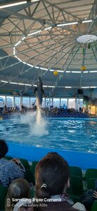 Akvaryumlar Yunus Akvaryumu, Kemer, foto